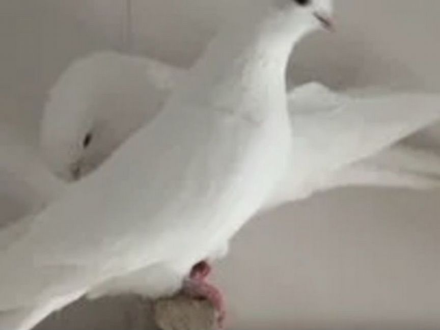 Голуби Бугульма