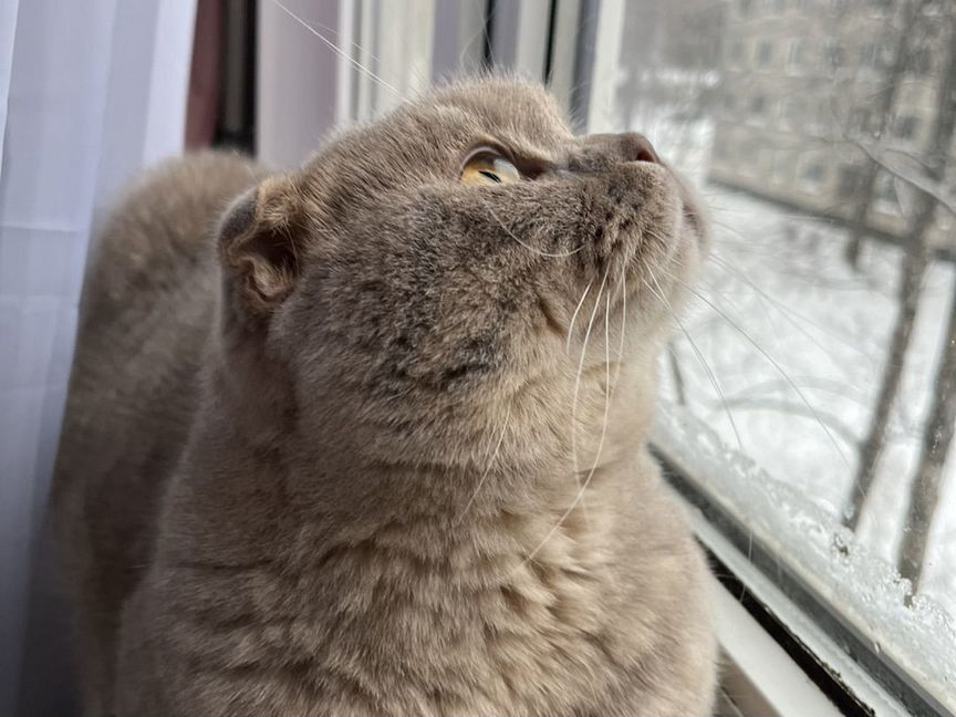 Шотландский кот