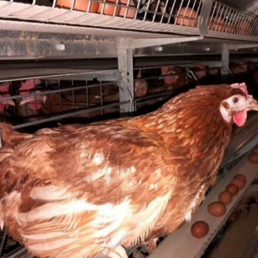 Куры несушки