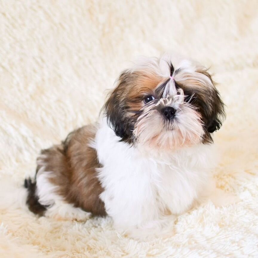 Ши-тцу с документами РКФ