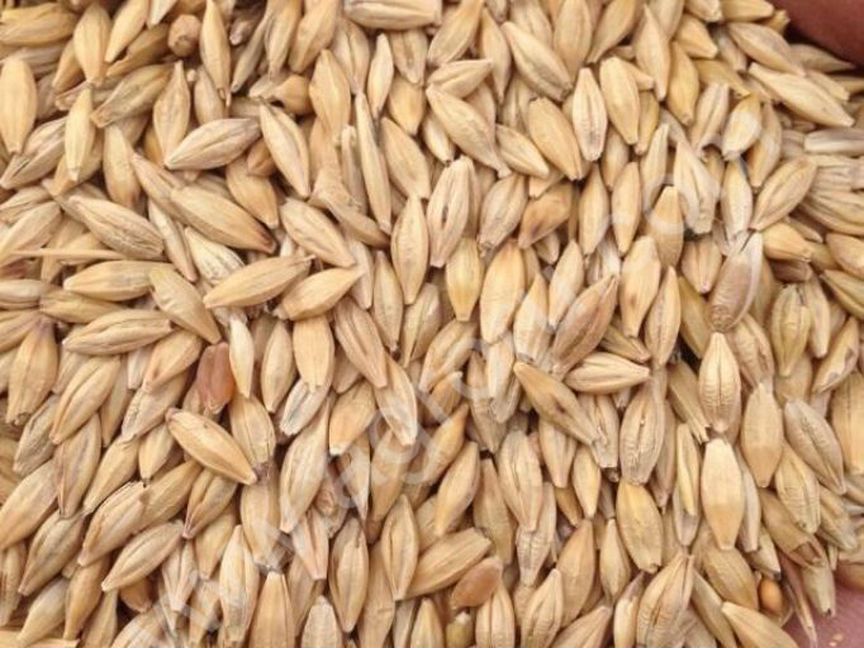 Ячмень зерно