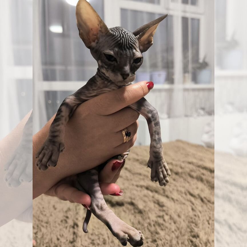 Донской сфинкс котёнок