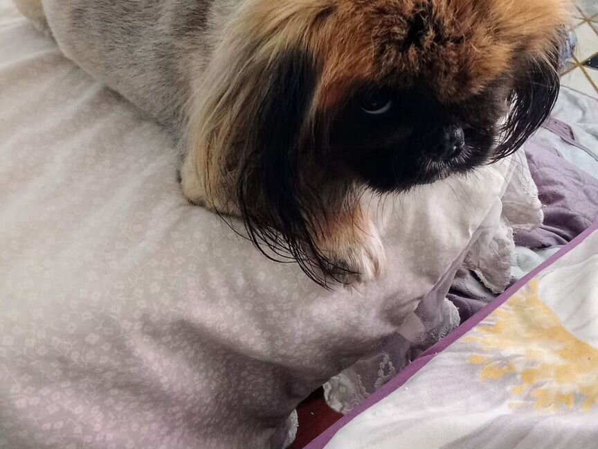 Продам девочку Пекинес