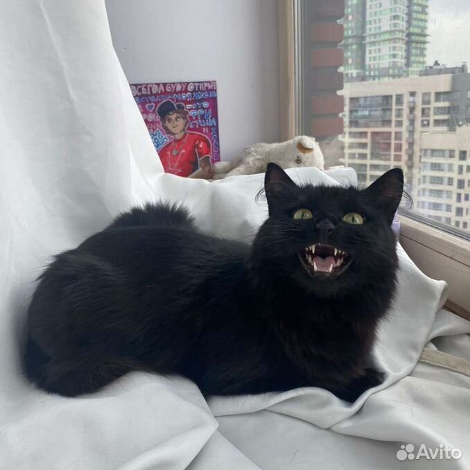 Черная кошка в дар с пушистым хвостиком