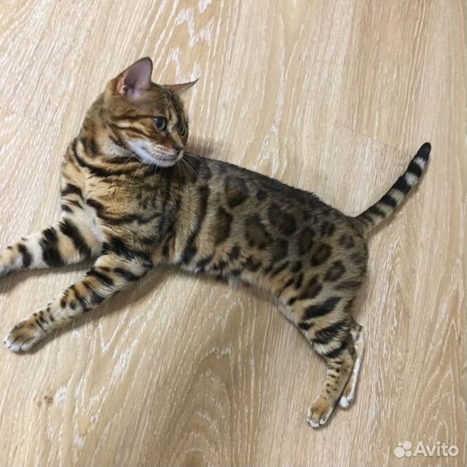 Абиссинская кошка бесплатно