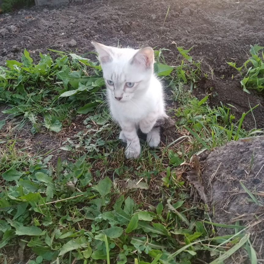 Девчоночка красавица