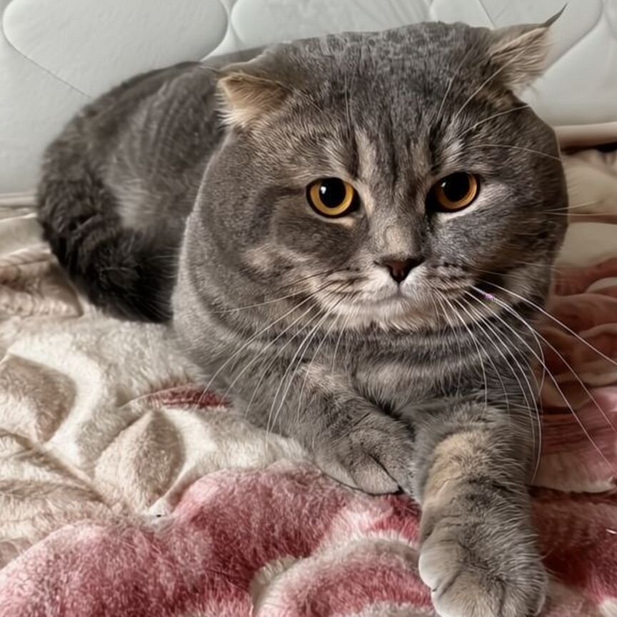 Шотландская вислоухая короткошёрстная кошка, взрослая