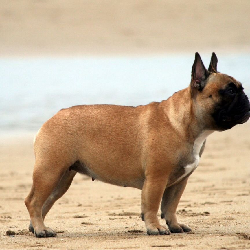 Французский бульдог щенки