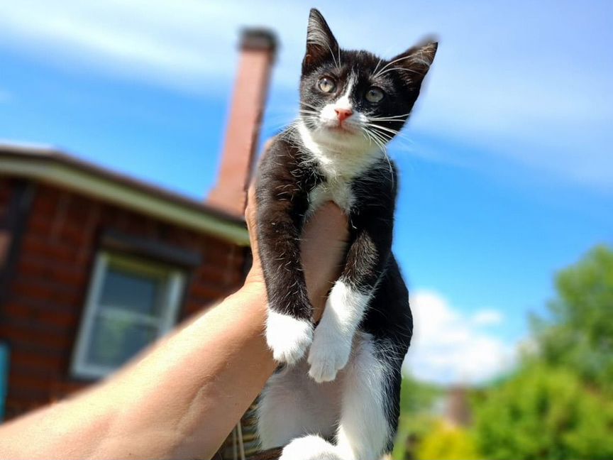Котенок 2,5 мес