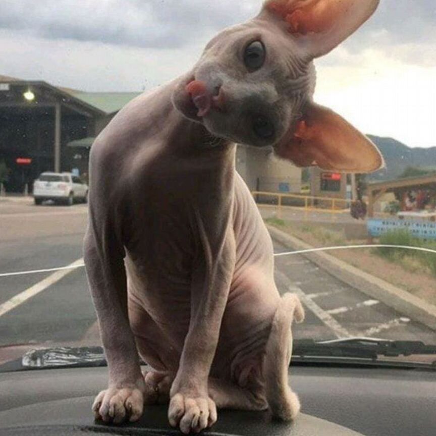 Канадский сфинкс котёнок