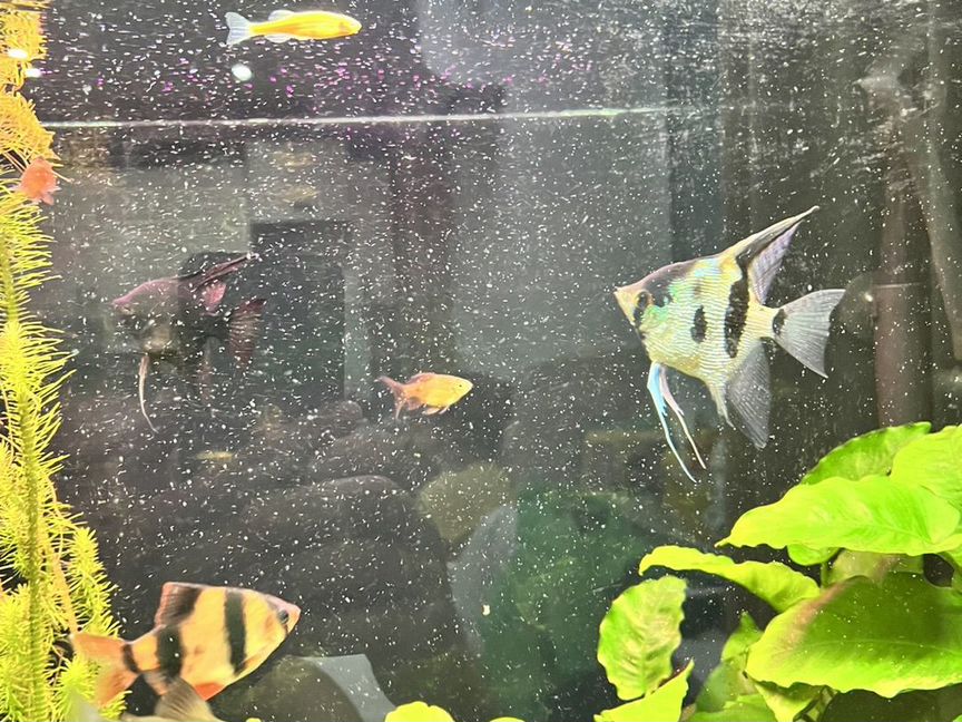 Скалярии и тернеции