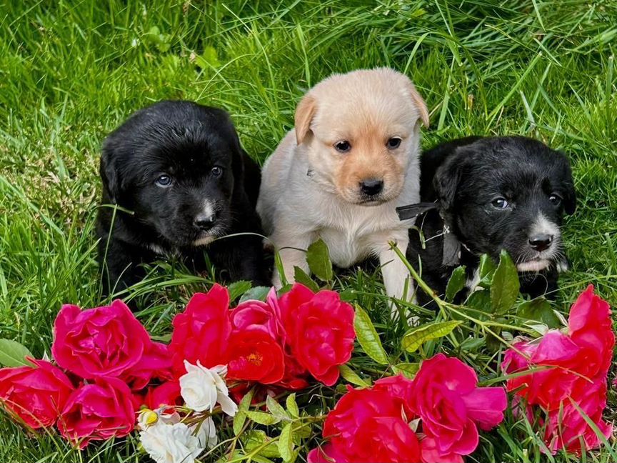 Щенок в добрые руки