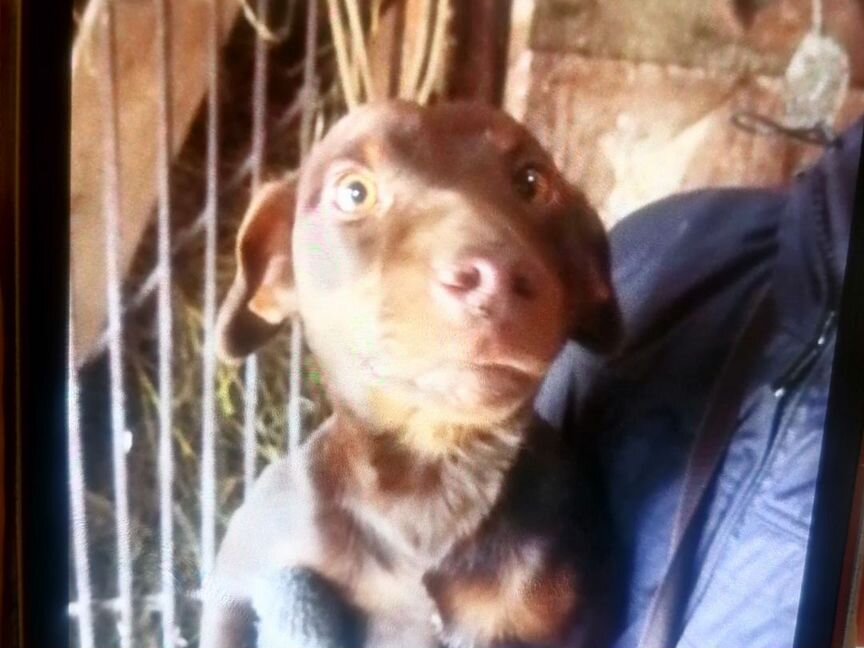 Чистокровный немецкий ягдтерьер (рабочая)