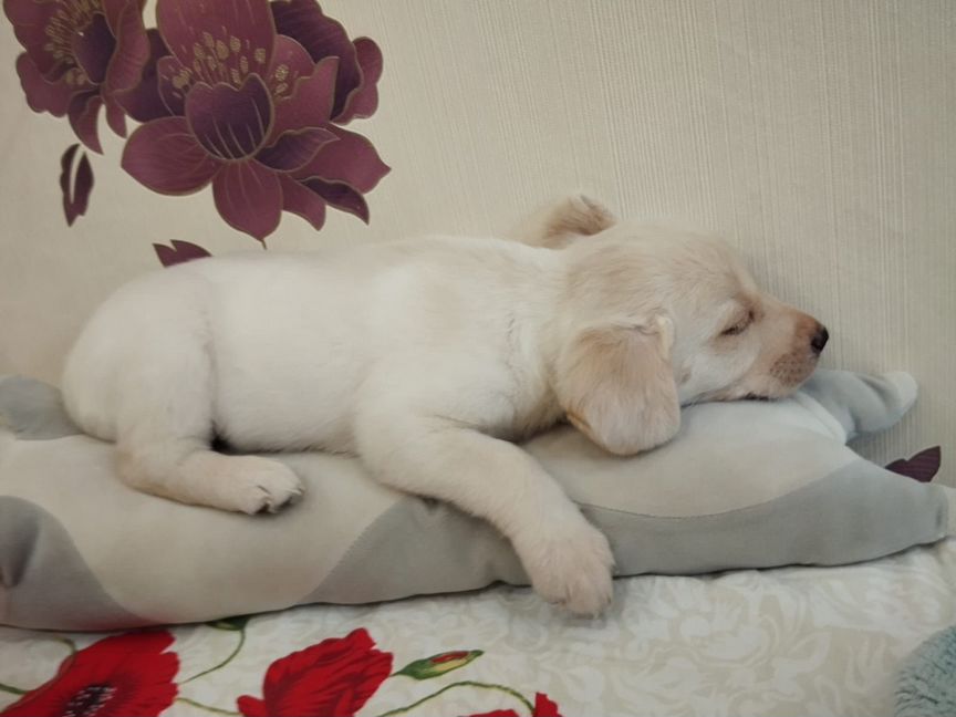 Лабрадор ретривер щенки в добрые руки