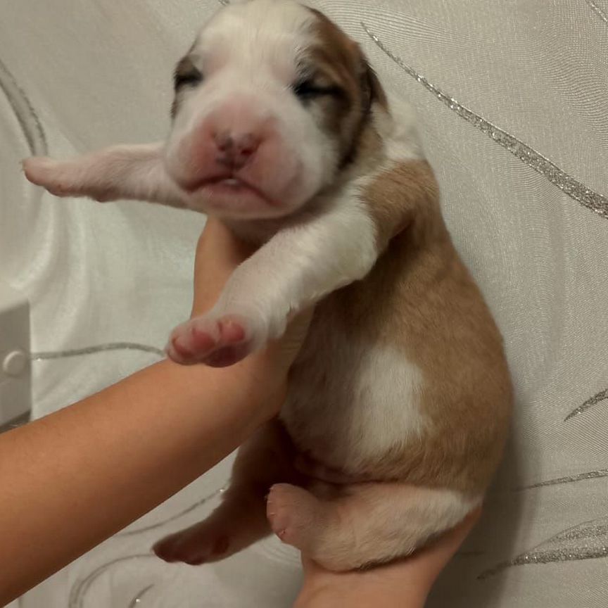 Среднеазиатская овчарка, щенок