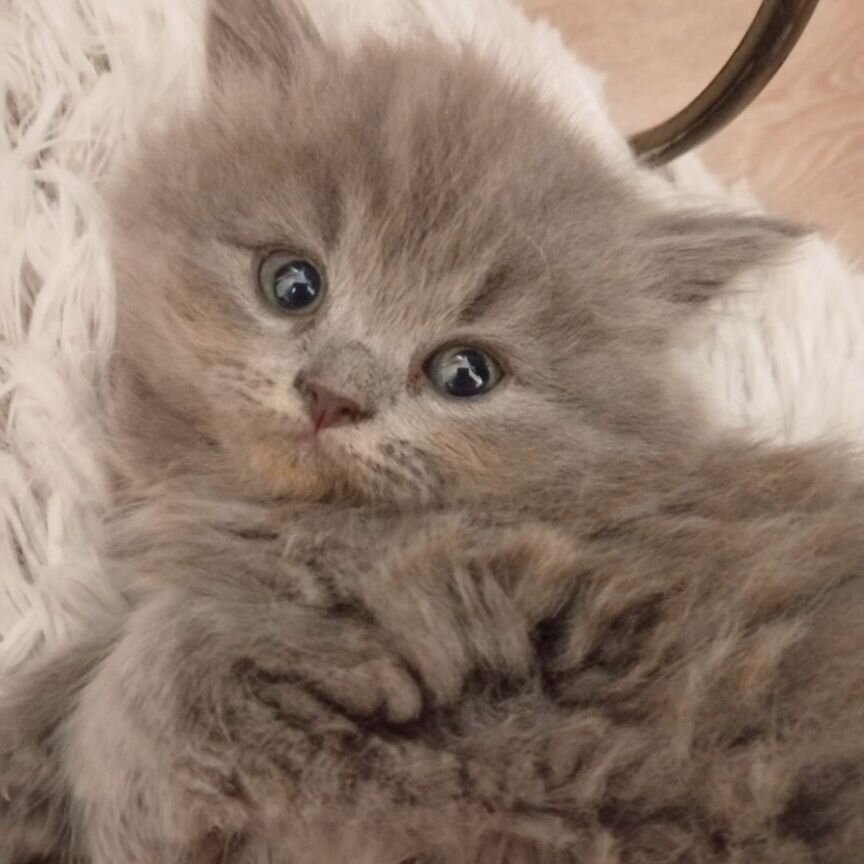 Котята Нибелунги