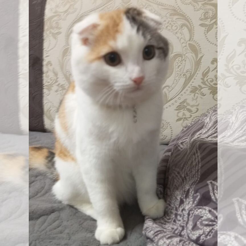 Вислоухая трехцветная кошечка