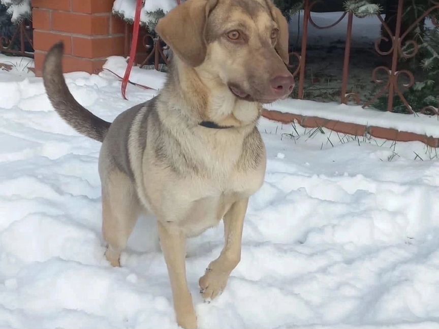 Отдам собаку в добрые руки