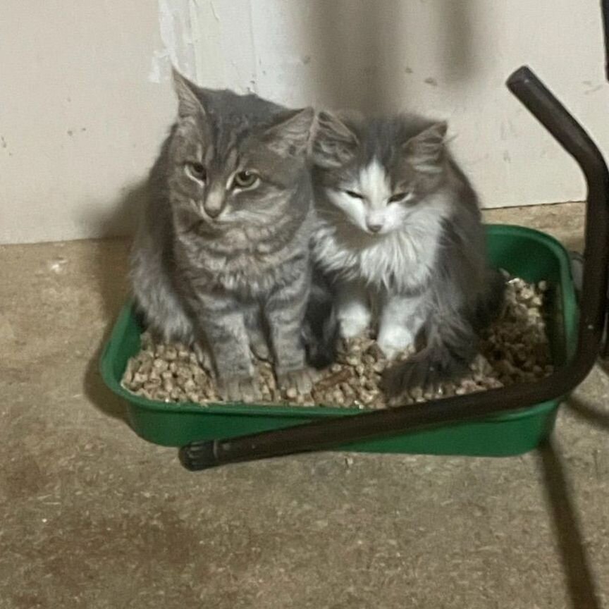 Котик и кошечка ищут хозяев