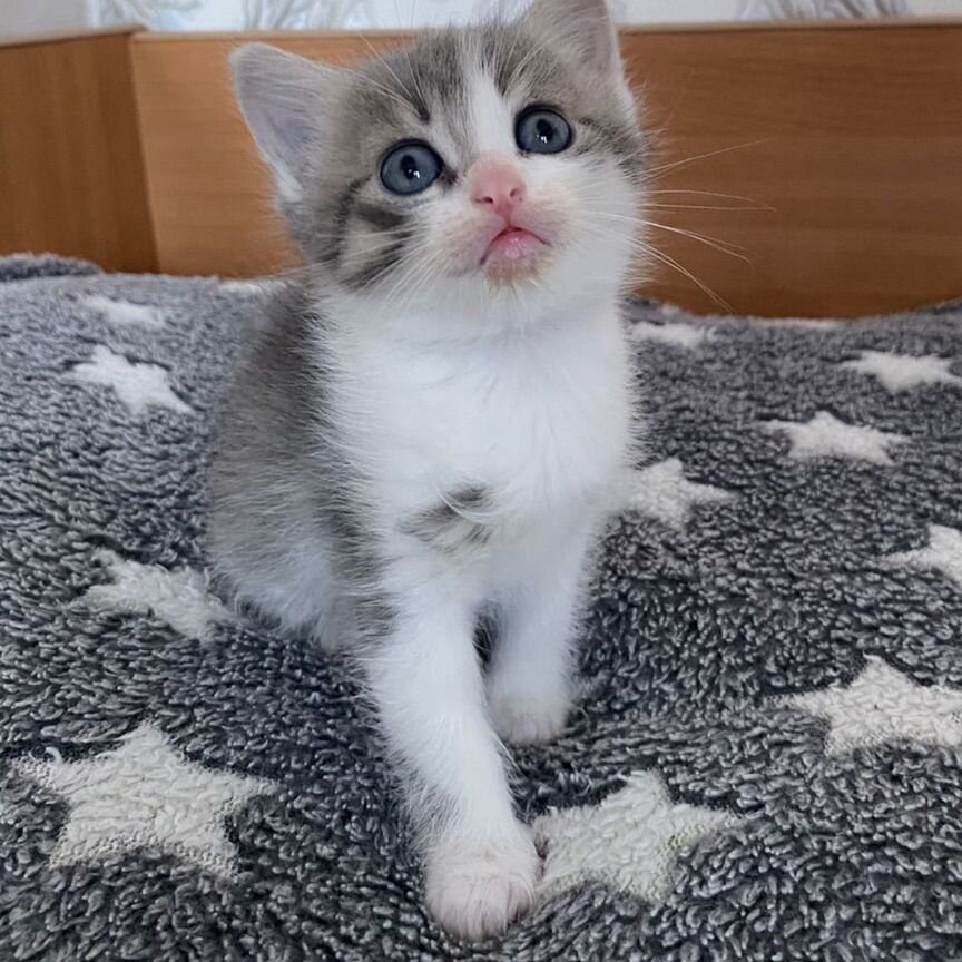 Котёнок в добрые руки