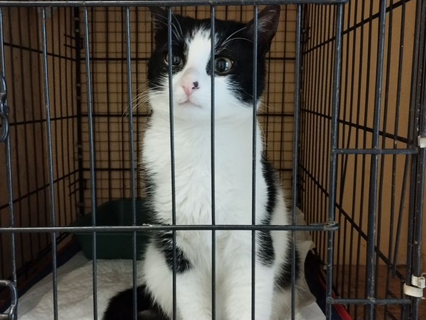 Кошка
