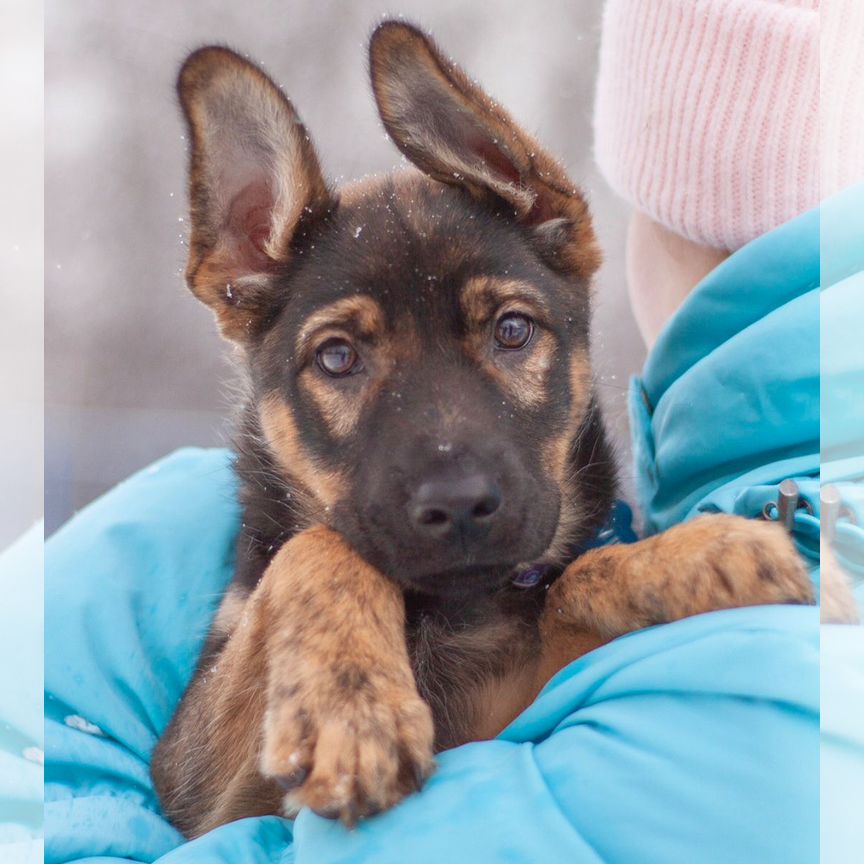 Щенок в добрые руки