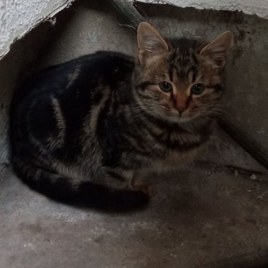 Котенок-девчока 1,5 месяца