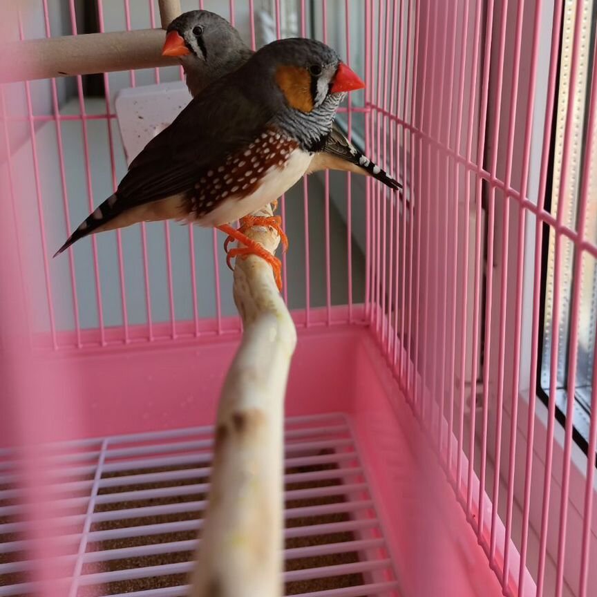 Зебровые амадины