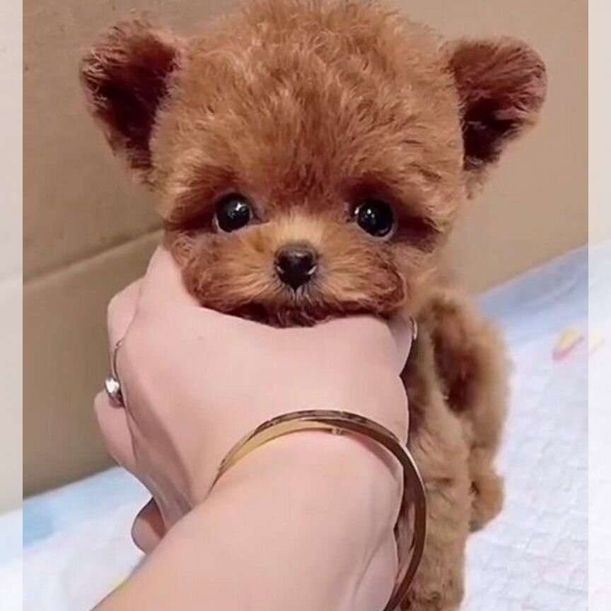 Мальтипу, щенок