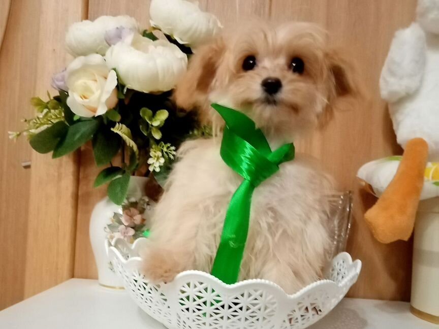 Мальтипу Ф1 микро тэдди малышка