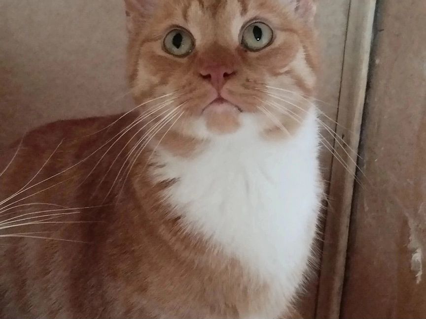 Котик Чипсик