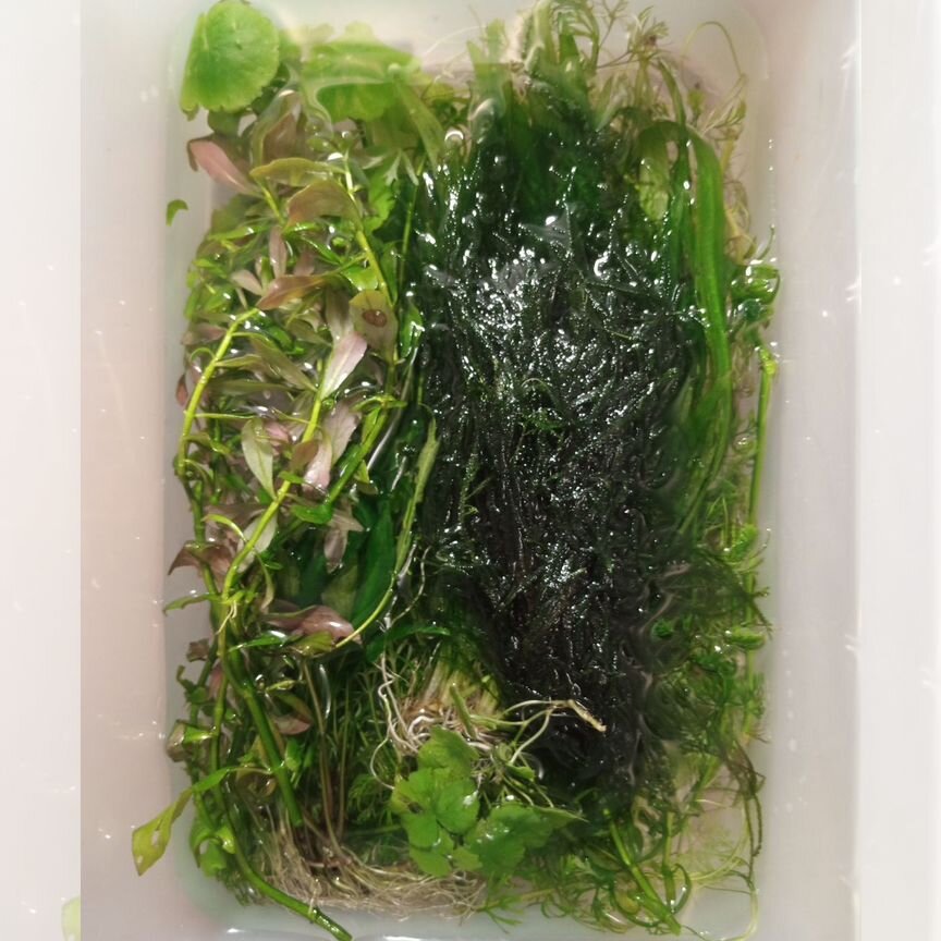 Аквариумные растения