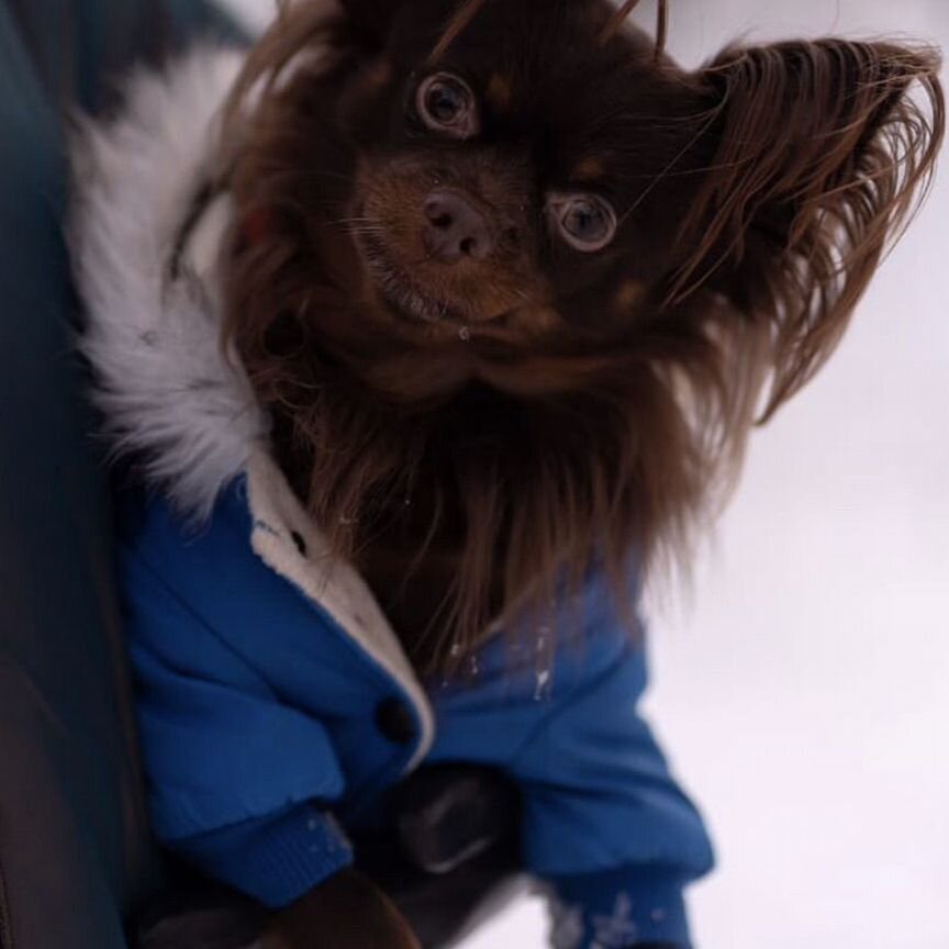 Вязка Ищу даму сердца