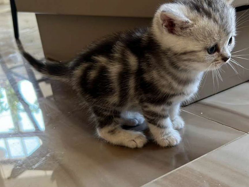 Британский мраморный котик
