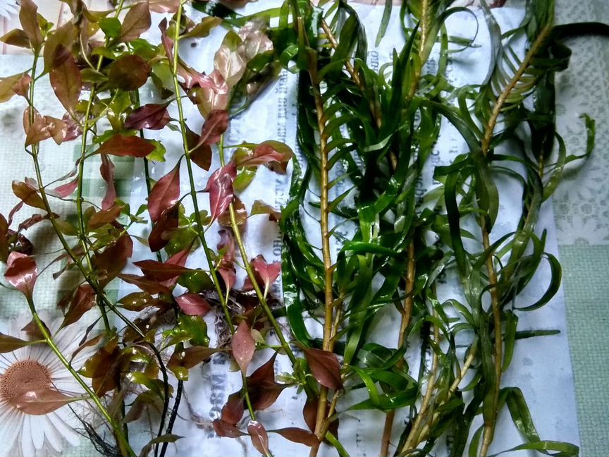 Аквариумное растение