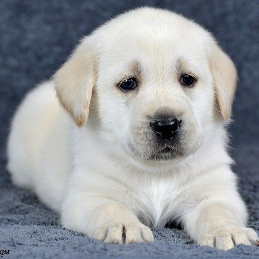 Лабрадор-ретривер, щенок