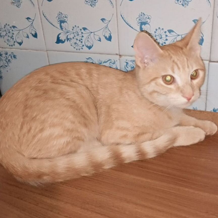 Котенок, подросток, мальчик