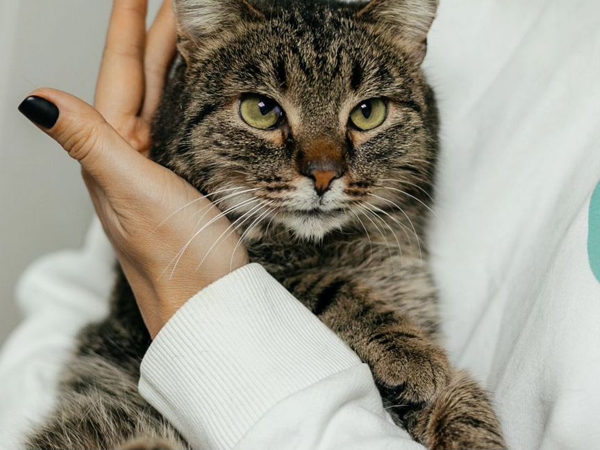 Кот Толик ищет дом