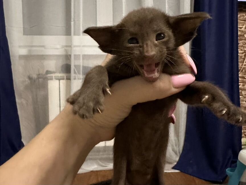 Ориентальные котята