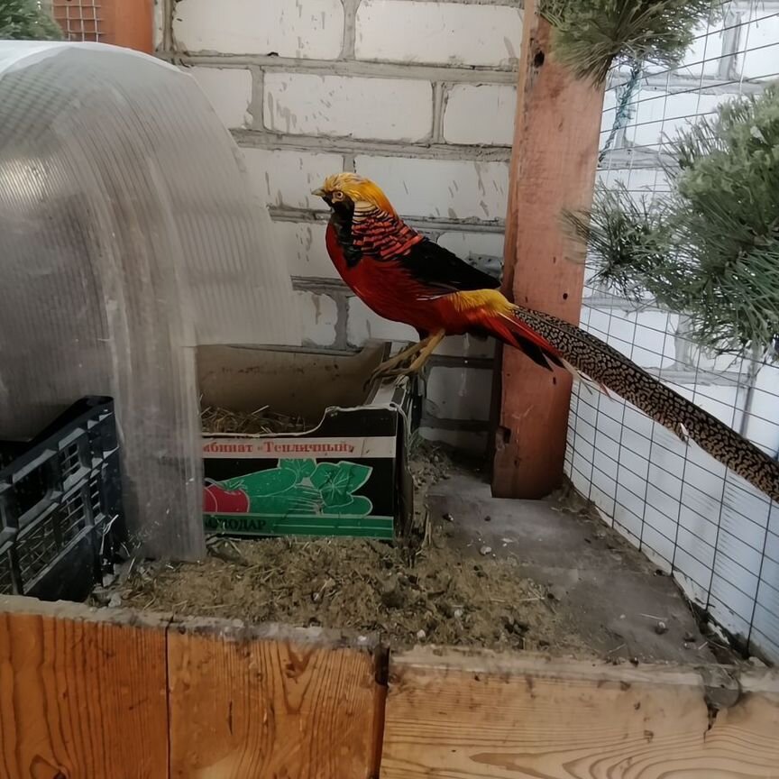 Цветной бройлер. Фазан красный