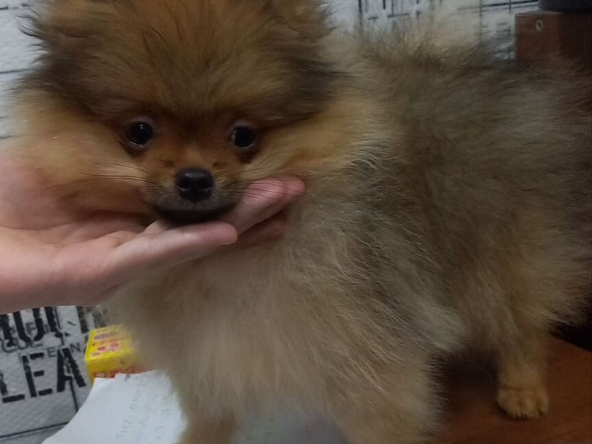 Щенки померанского шпица