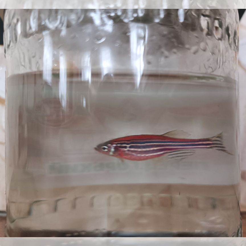 Данио рерио