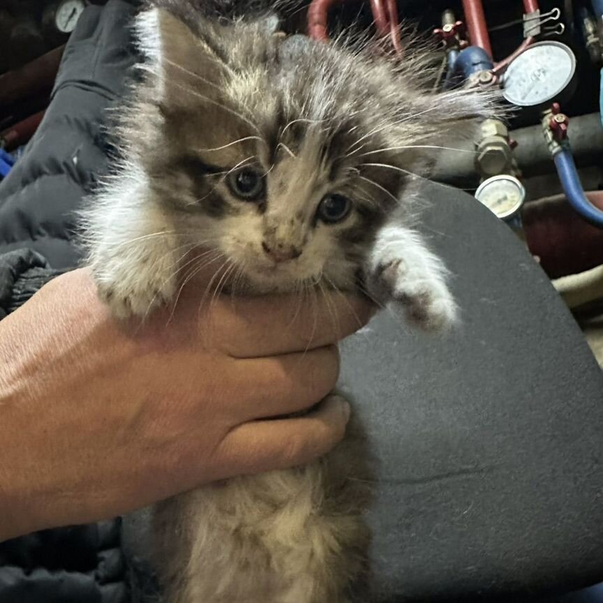 Котёнок в добрые руки