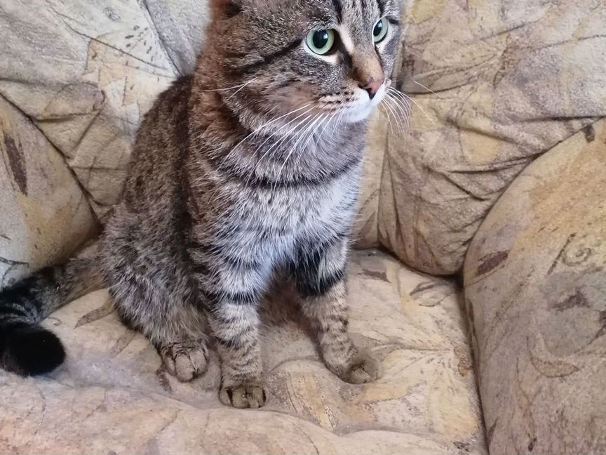 Котик в добрые руки