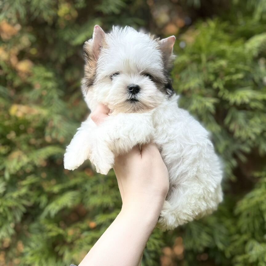 Малышка на ладошку йорк беби фейс