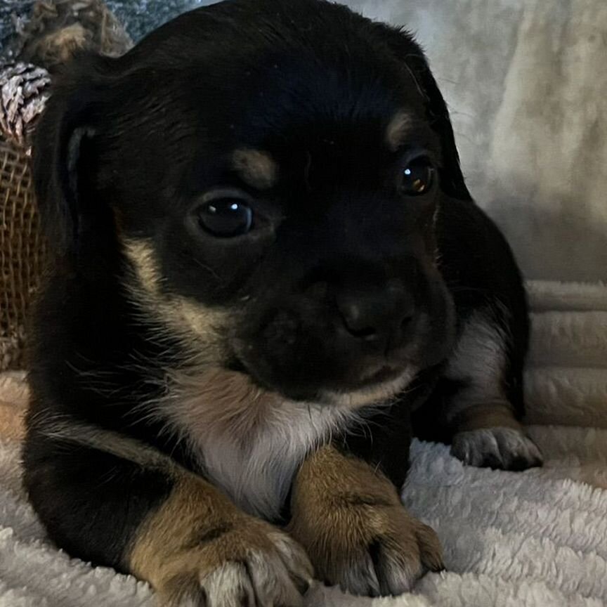 Джек-рассел-терьер, щенок