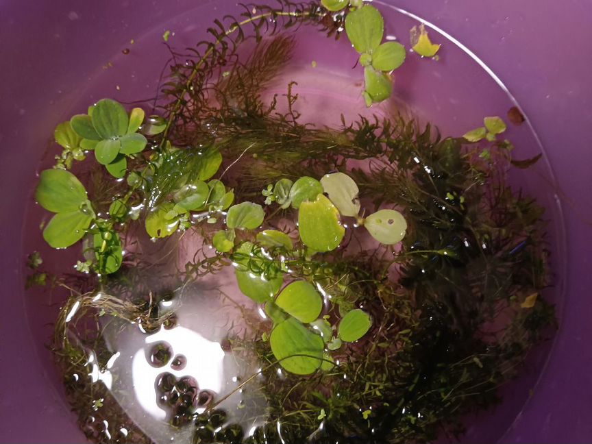 Аквариумные растения прополка