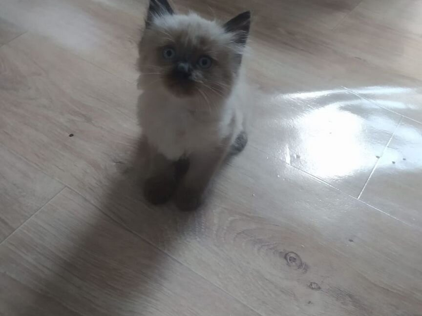 Котятки в добрые руки