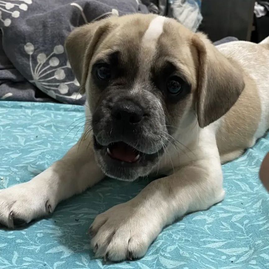 Мопс, щенок