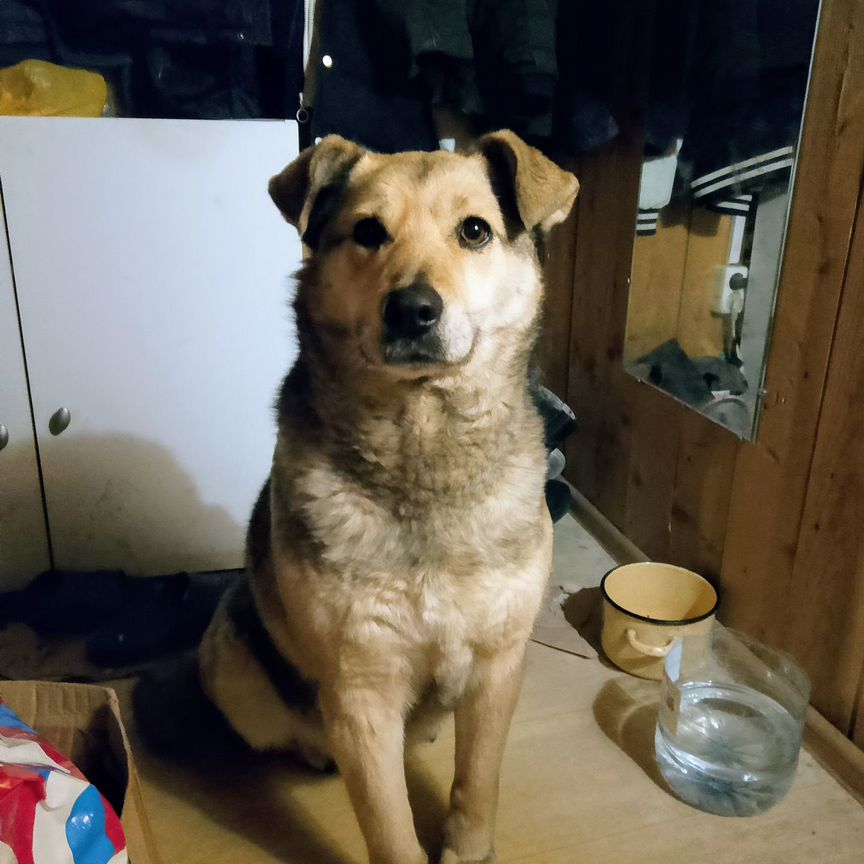 Сторожевая собака